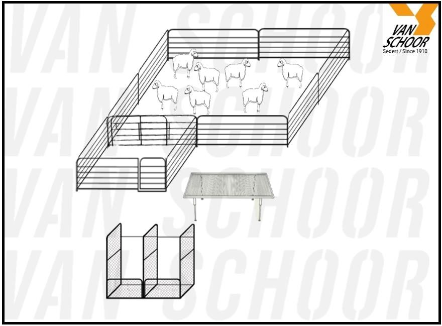 Sheep Shearing - Vanschoorgate